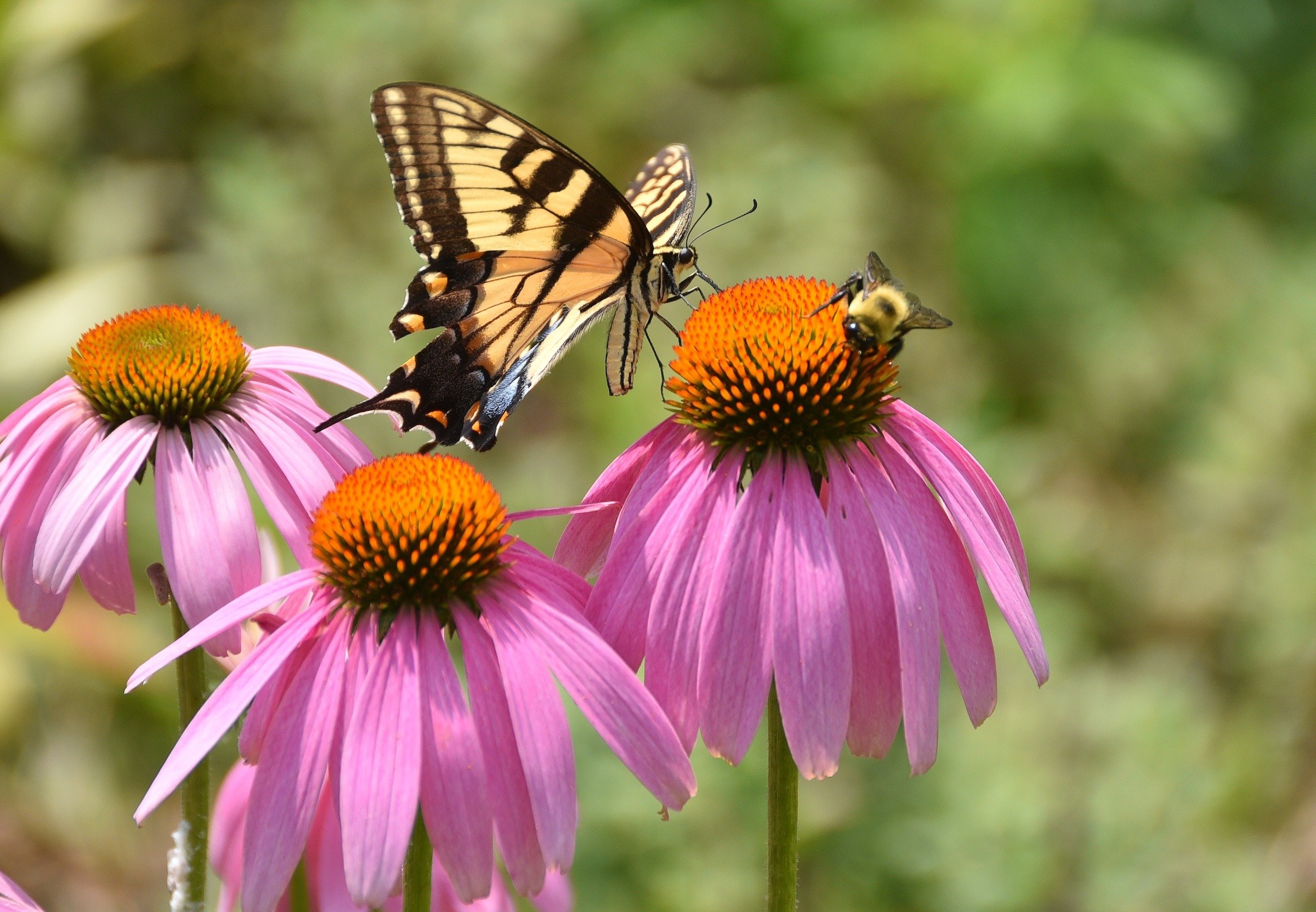 Purple Coneflower: A Native North Carolina Treasure